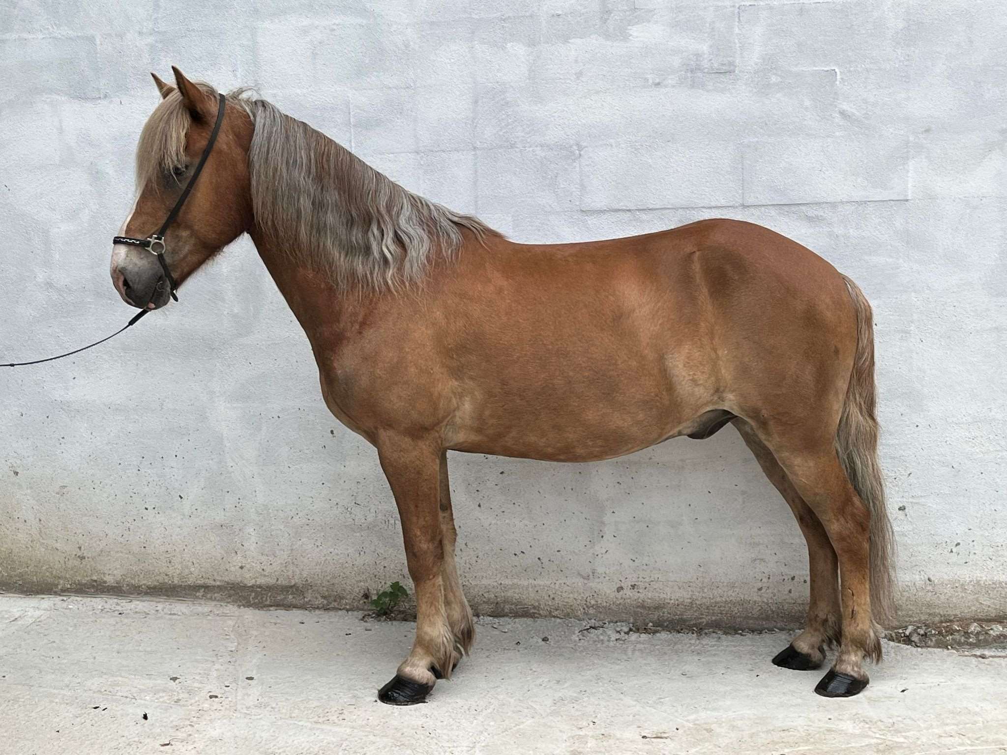 Heste til salg - Stald Overgaard - Avl & salg af islandske heste